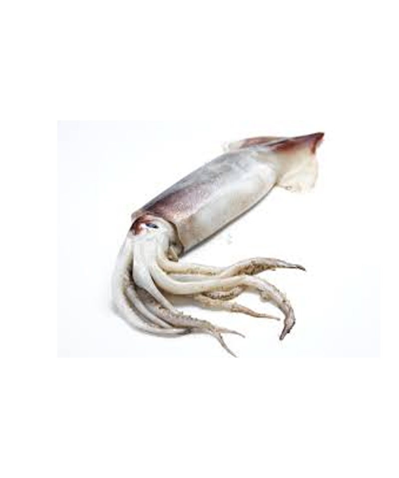 Empacadora y procesadora de pescados y mariscos: ArcasdeNoe