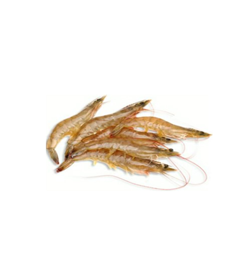 Empacadora y procesadora de pescados y mariscos: ArcasdeNoe